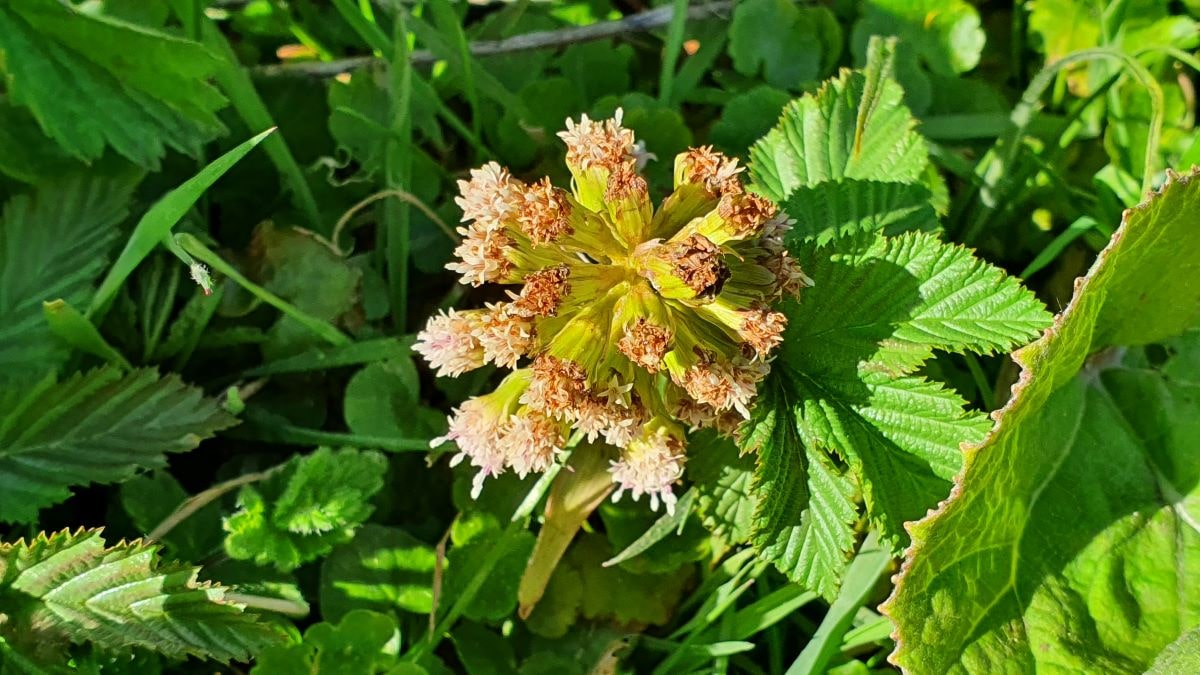 Visit Settle - Nature